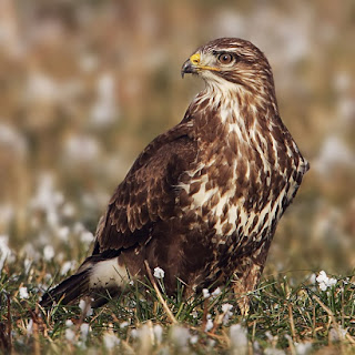 Common Buzzard