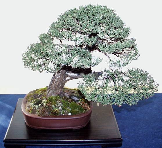 Bonsai Total: Cupressus sempervirens (cipres)