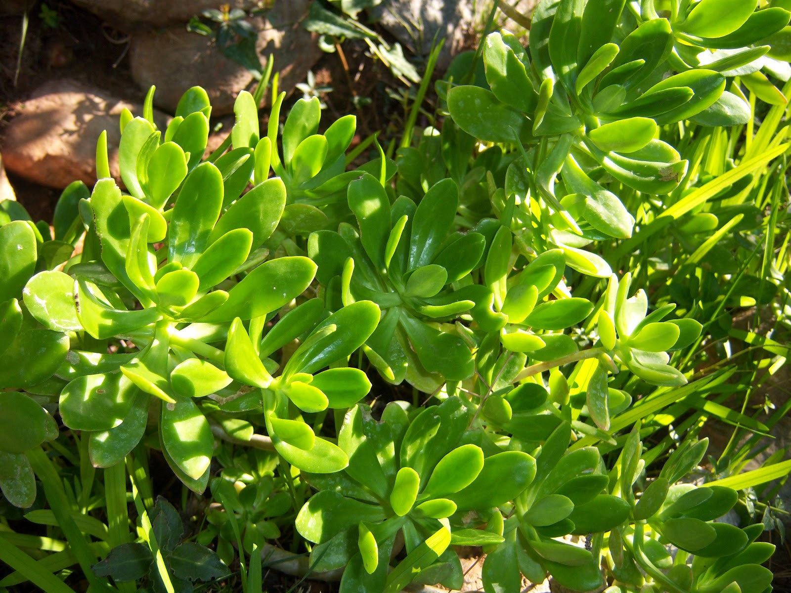 SEDUM SIEMPREVIVA - BOTÀNIC SERRAT