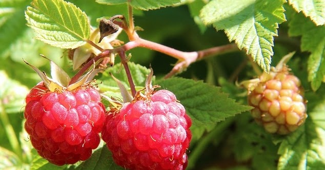 Cultivo da framboesa - Cantinho verde - horta e jardim