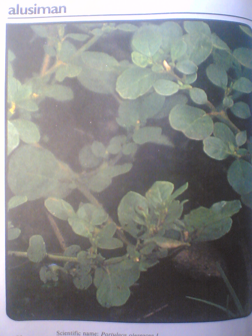 HERBAL MEDICINE: 2012