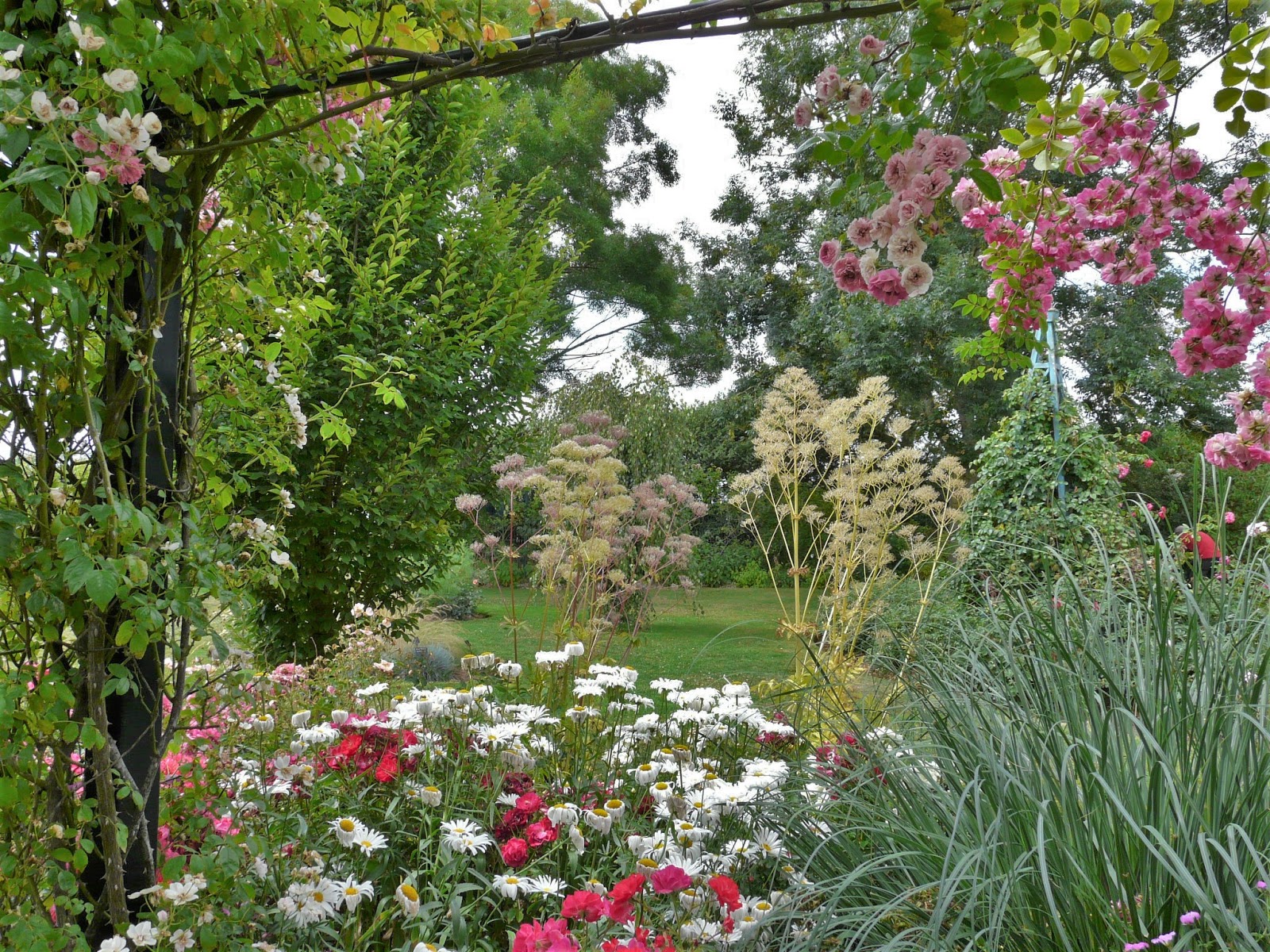 Cindy's Snaps: Peter Beales Roses, Attleborough