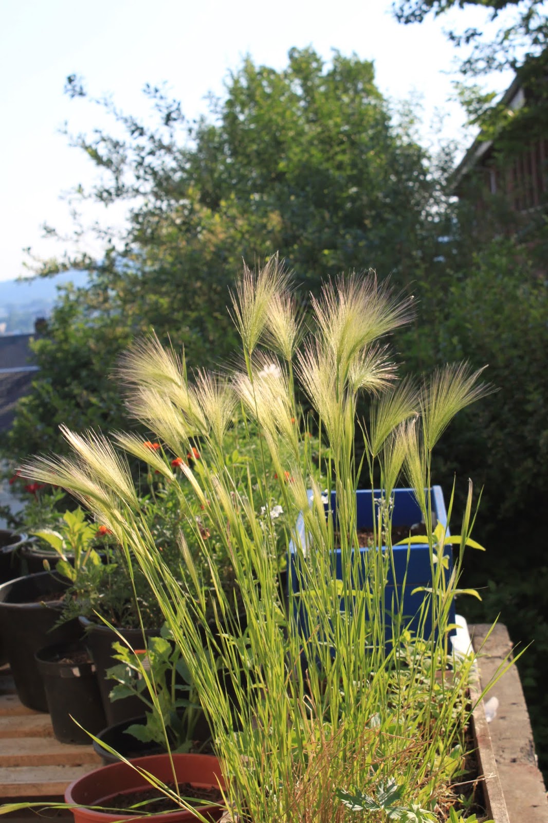 Hageliv i Rælingen: Prydgress