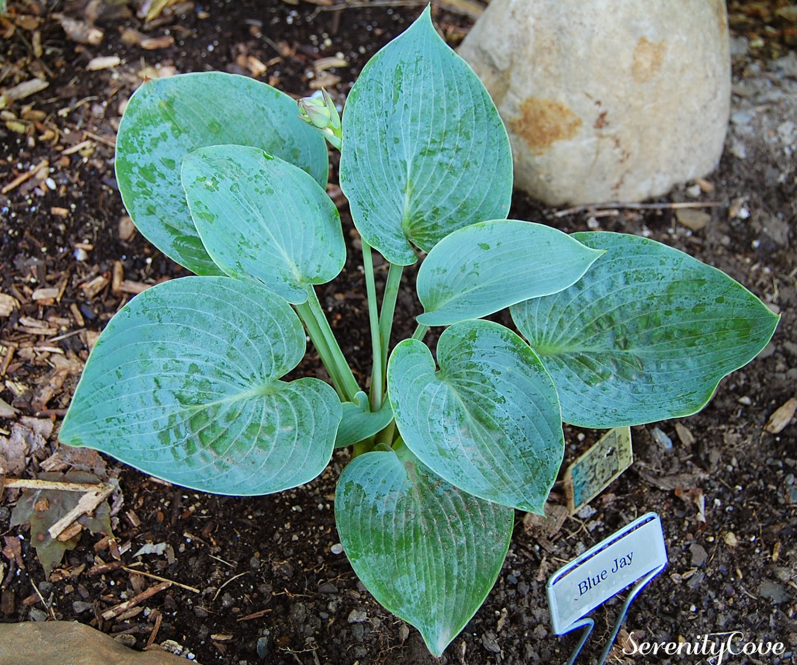 Serenity Cove: New Hosta's in the Garden