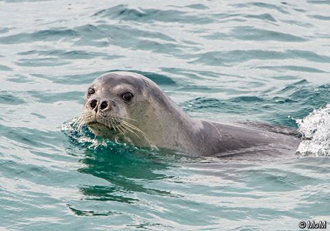 Variety of Life: Phocidae