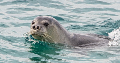 Variety of Life: Phocidae