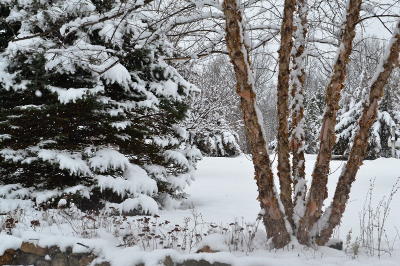 SWAC Girl: A walk in the spring snow ... photos #2