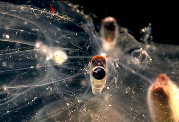 Real Monstrosities: Glass Octopus