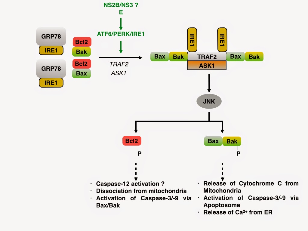 Virology tidbits: Japanese Encephalitis Virus (JEV), ER stress, and ...