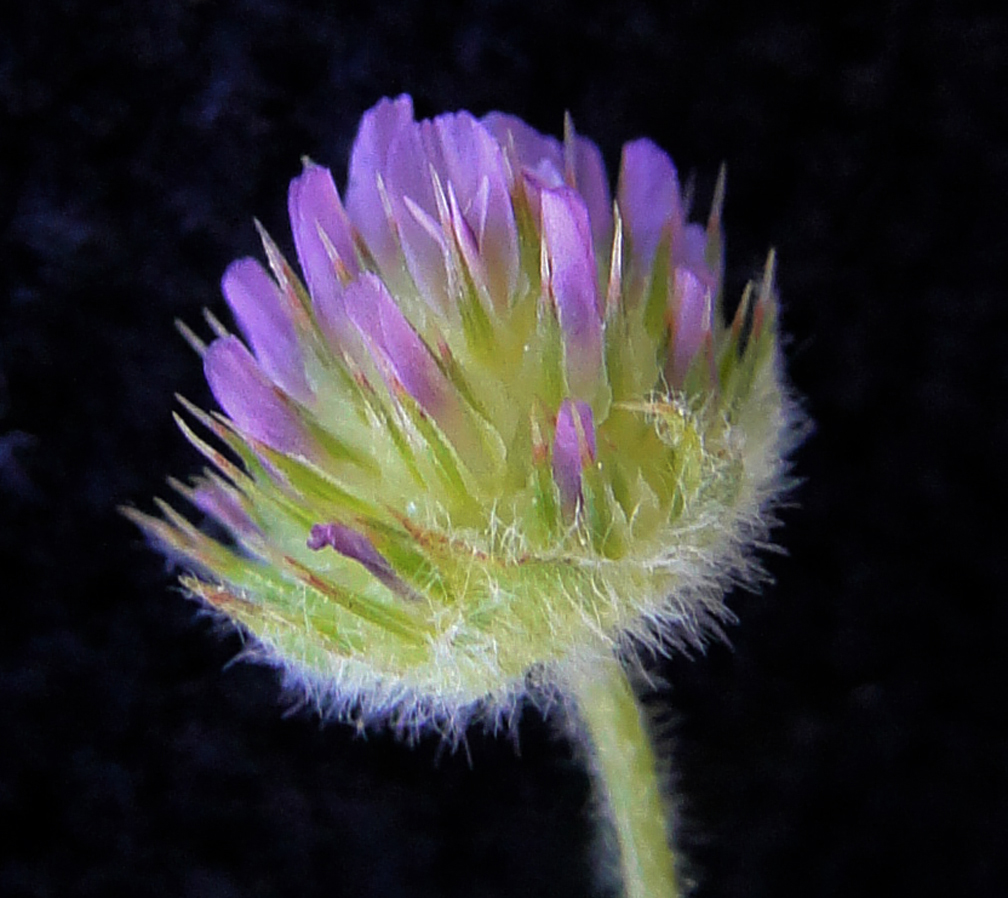 Slatsz' Wildflower Walks 2012 - two: June 20, 2012 – Prickly pear bud ...