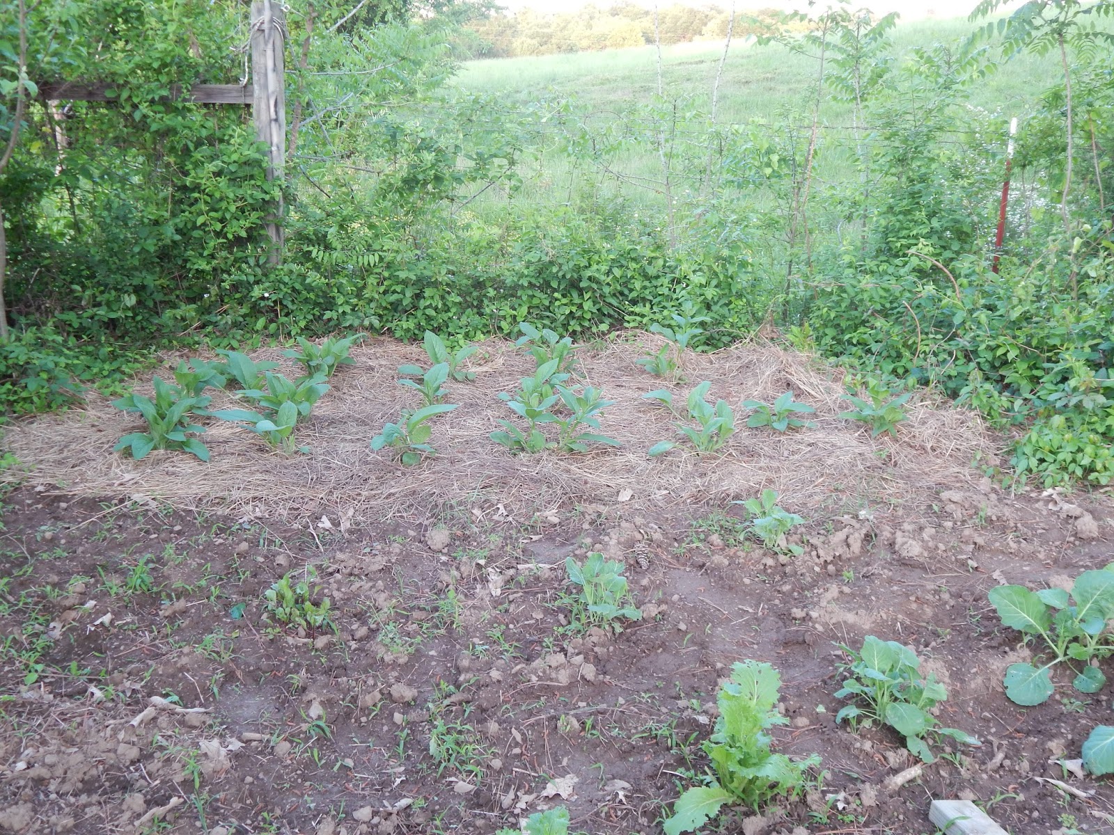 Thoughts from Frank and Fern: Garden Tour, End of April