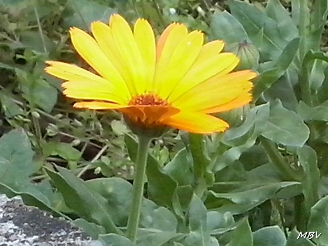 Moj Mali Bio Vrt: Neven - koristan i lijepi cvijet