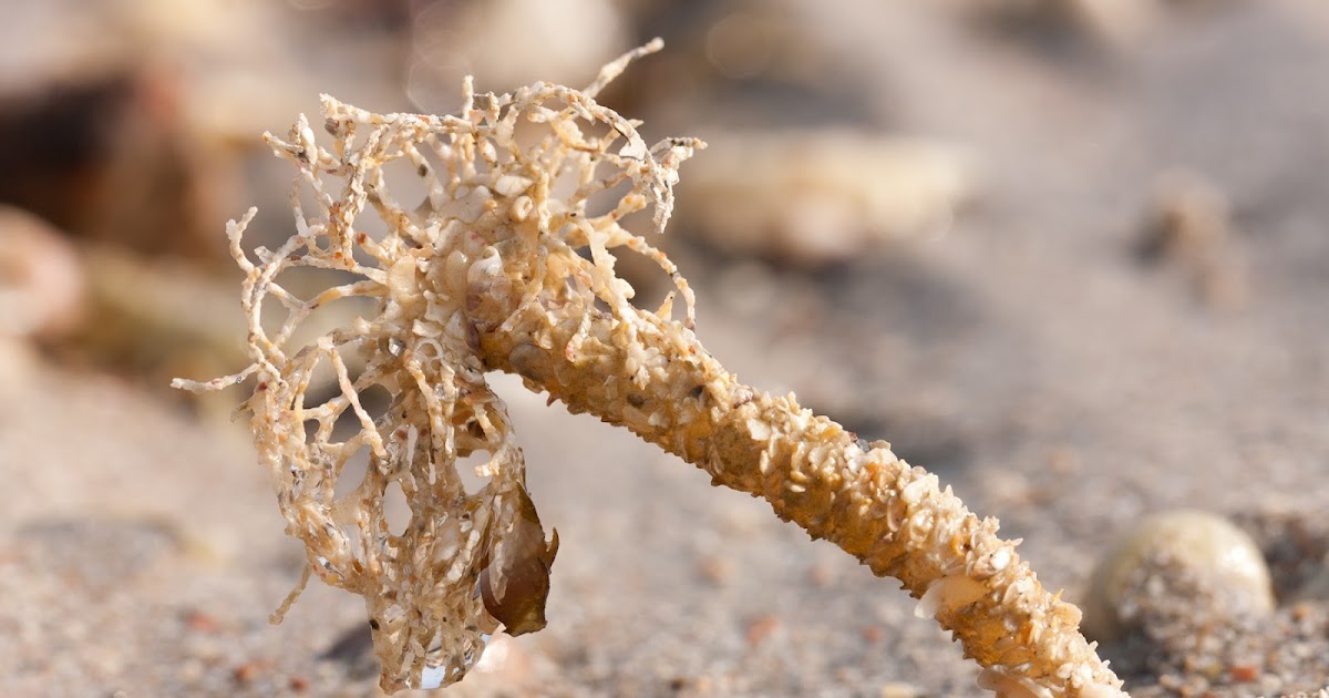 Real Monstrosities: Sand Mason Worm