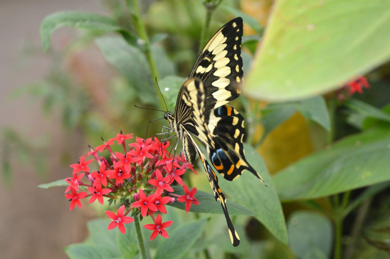 Visiting Butterfly World at Preston Park, Stockton | New Girl in Toon