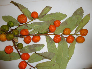 Belezas Naturais: mama cadela
