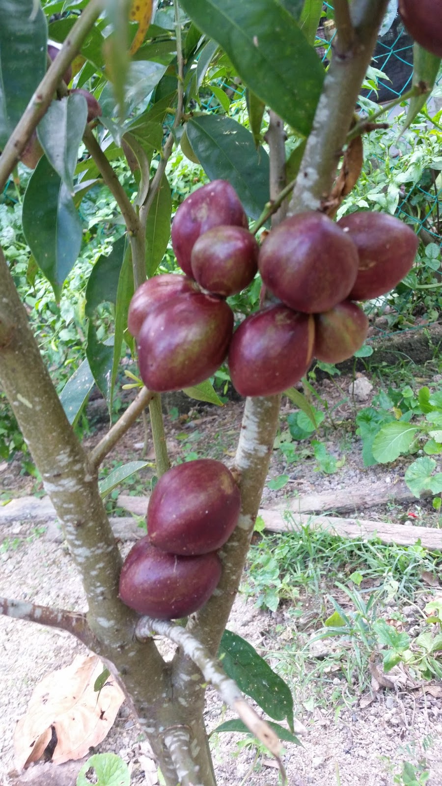 Warisan Petani: Pokok Mahkota Dewa