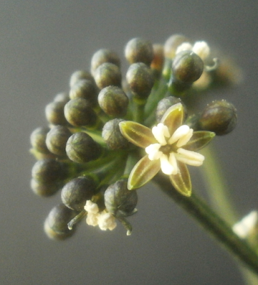 Plants are the Strangest People: Random plant event: Polyscias fruticosa