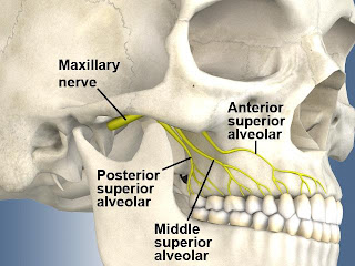 Dental Care: Dental Anasthesia: Posterior Superior Alveolar Nerve Block