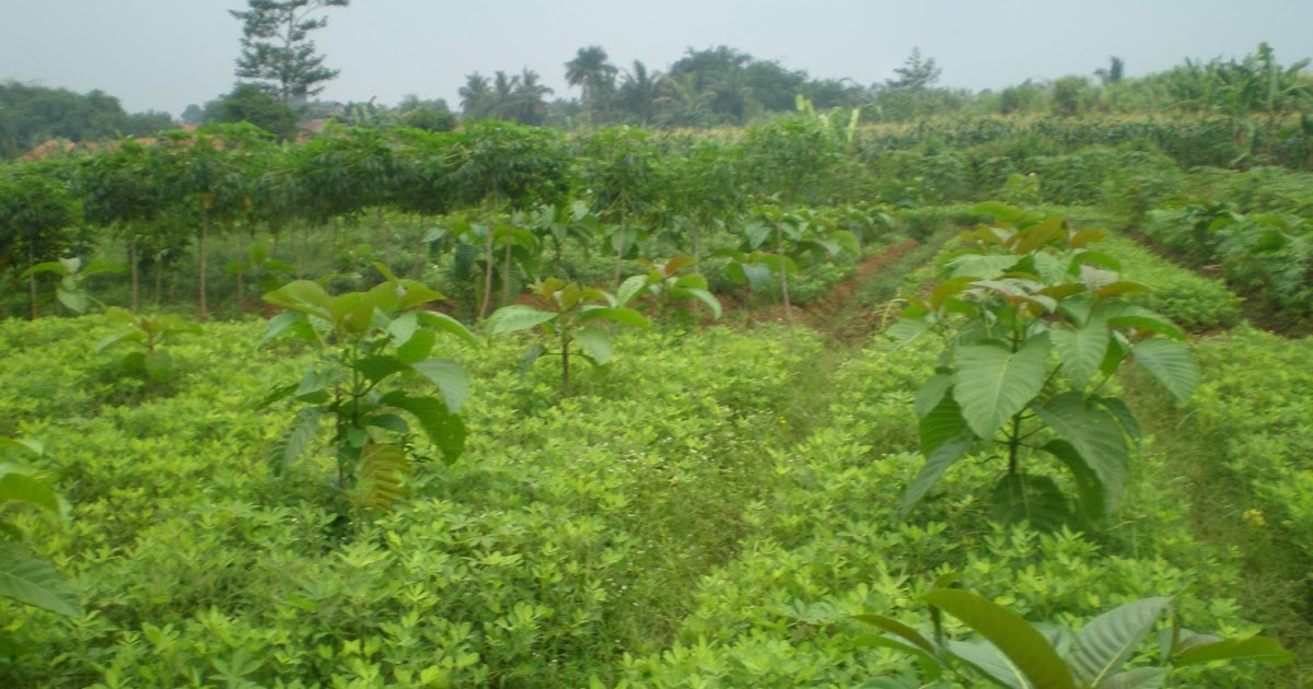 BUDIDAYA PERTANIAN: TEKNIK TANAM JABON SUPER & TANAMAN TUMPANG SARI