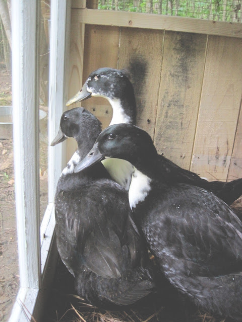 The Project Lady - Duck House Project Build