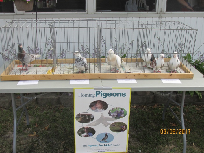 AMERICAN RACING PIGEON UNION: Mount Pleasant Pigeon Club Benefit Race