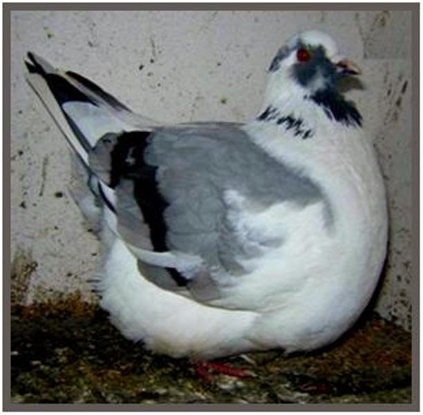 Mymensingh Pigeon & Bird Club: Pigeon Photo Gellary