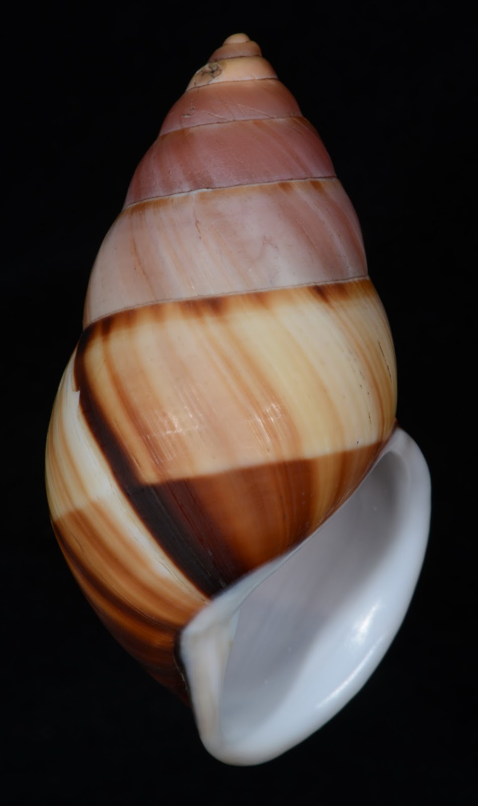 Dr. Lee's Gallery Museum: Amphidromus inversus annamiticus 51.78mm ...