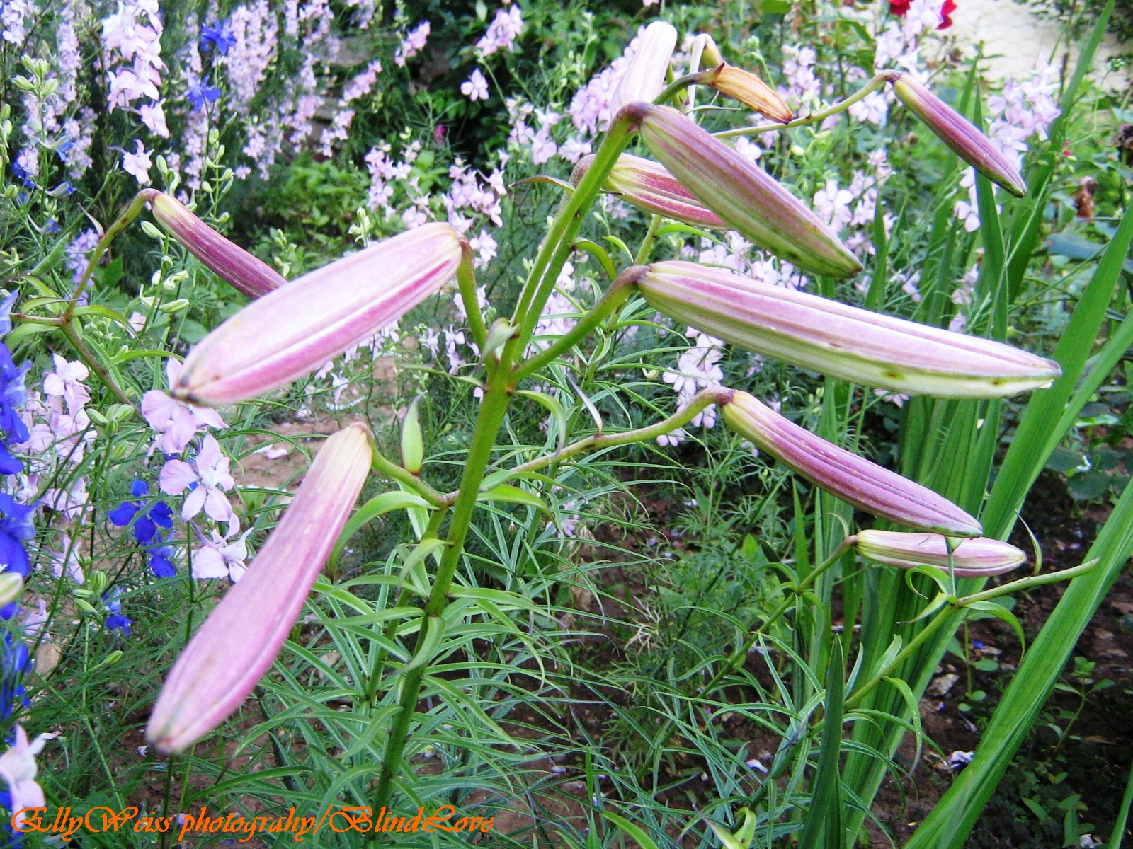 Blind Love: Crinul imperial (Lilium regale)
