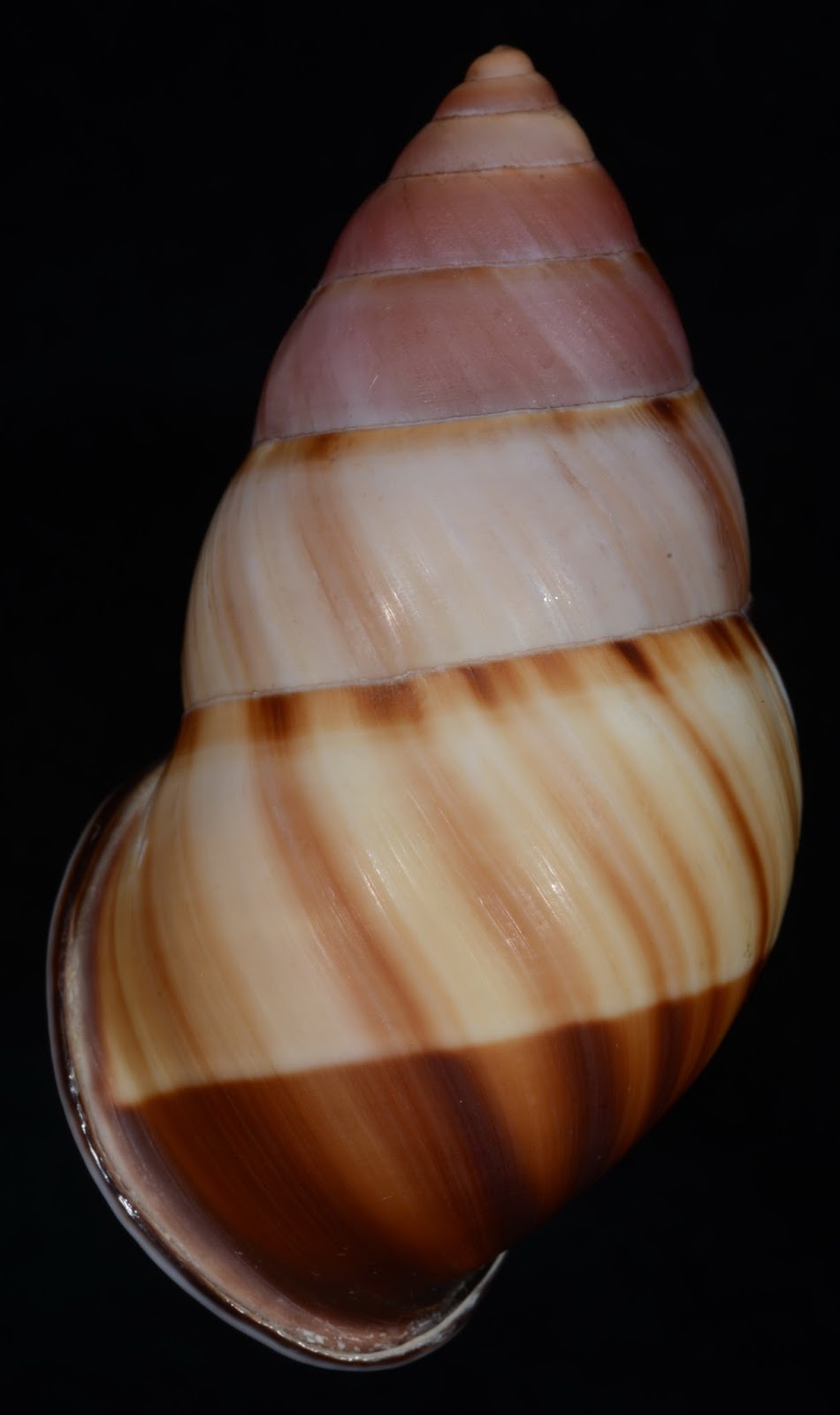 Dr. Lee's Gallery Museum: Amphidromus inversus annamiticus 51.78mm ...