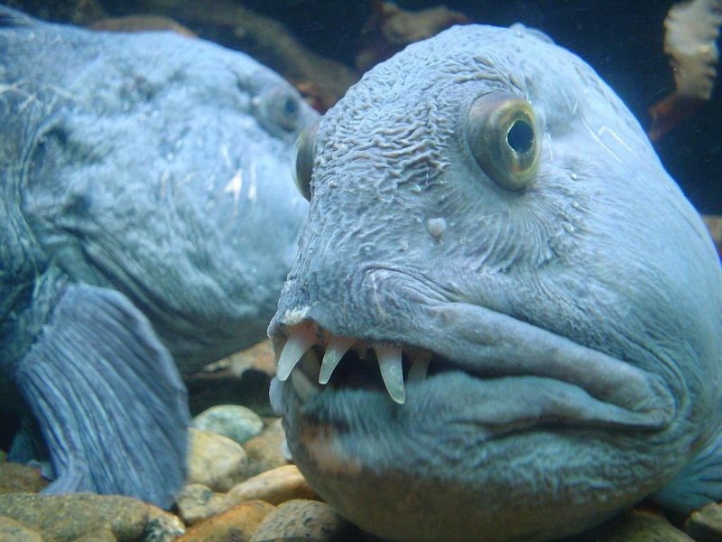 Nightmare fish with a human face