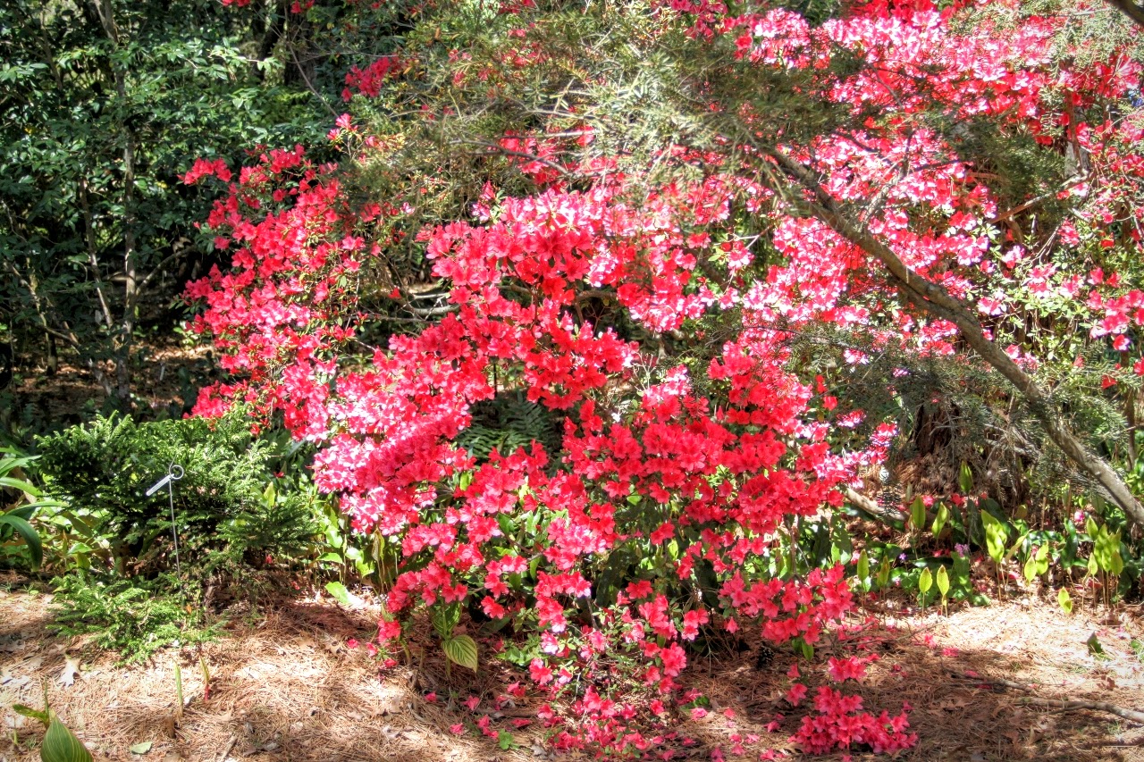 Rock-Oak-Deer: Touring Peckerwood Garden Part Two: Residence and Dry ...