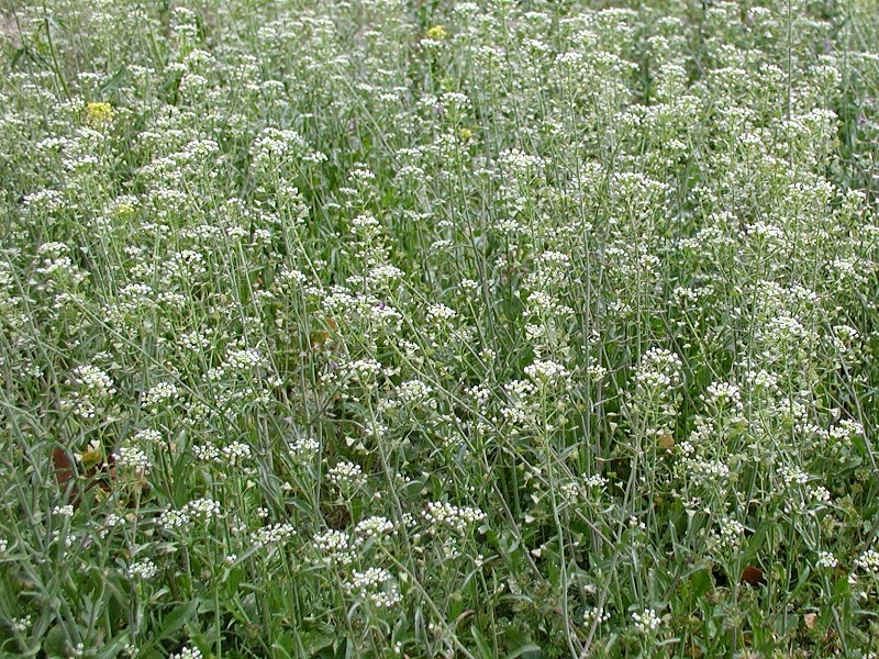 Naturama: Hoću-neću ili rusomača, devojačka trava