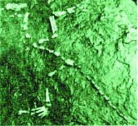 Fossil Adventure: Aparecieron las aves..... y vienen volando.