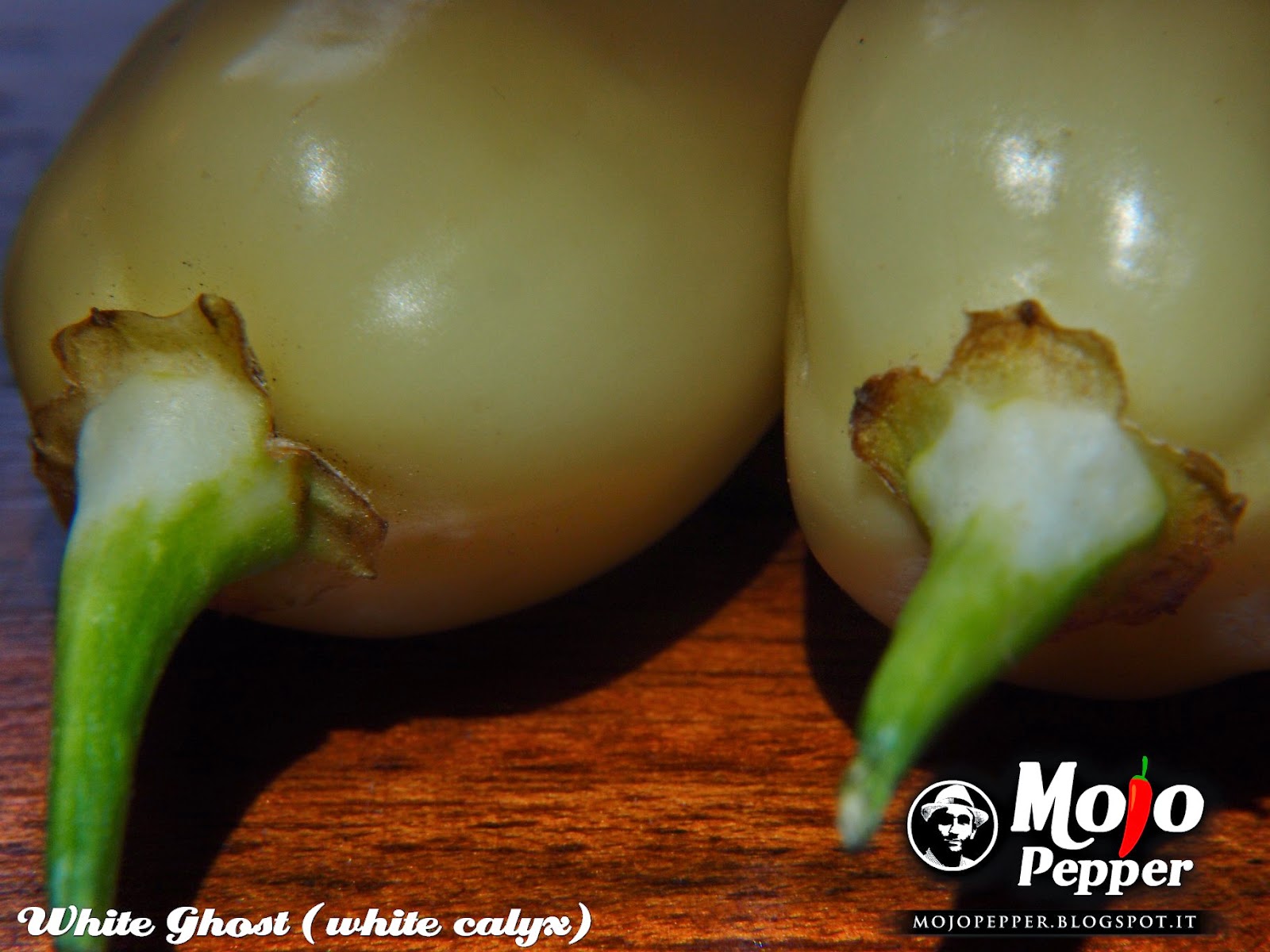 The Mojo Pepper - Just a Chili Pepper grower: White Ghost chili pepper ...