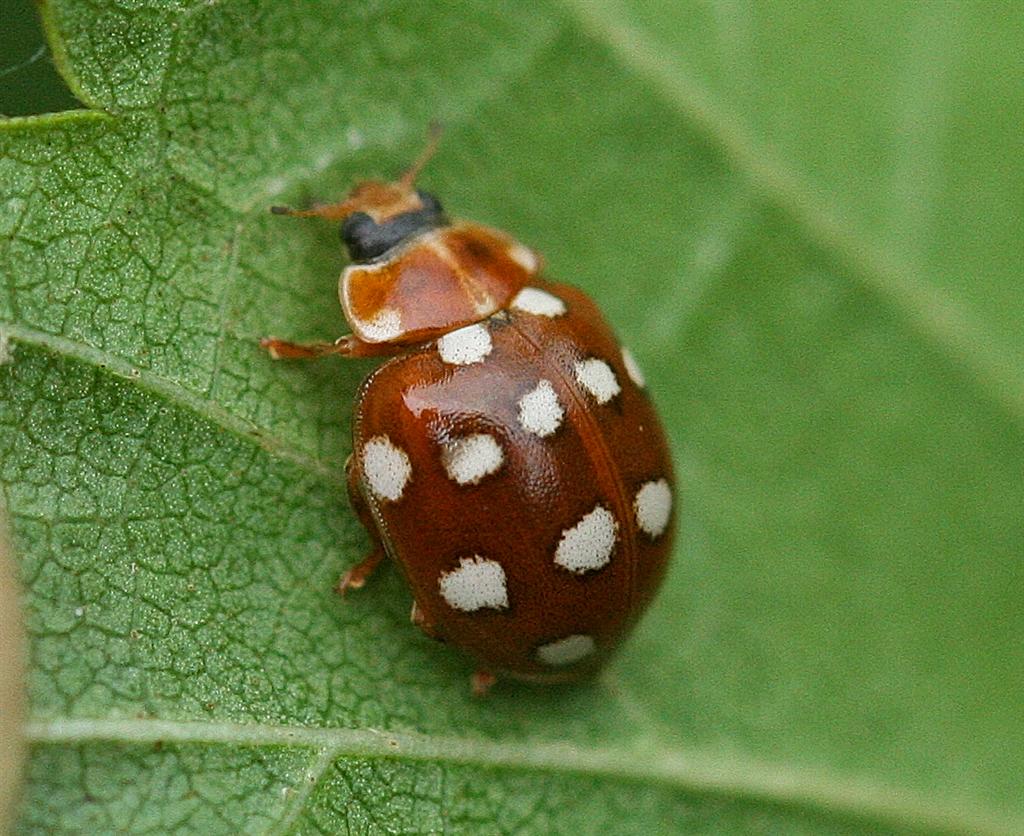 Michael Foley: Natural History ©: Some recent Coleoptera (Beetles)