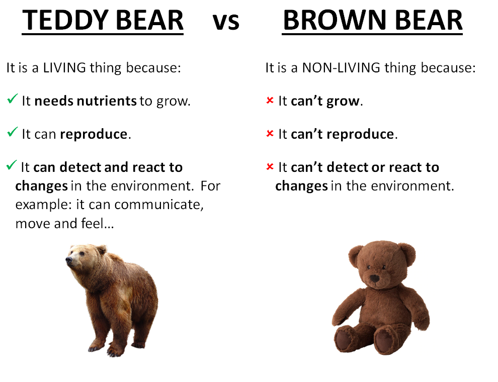 5th Grade - Andrés Segovia: UNIT 1: Living things and Vital Functions