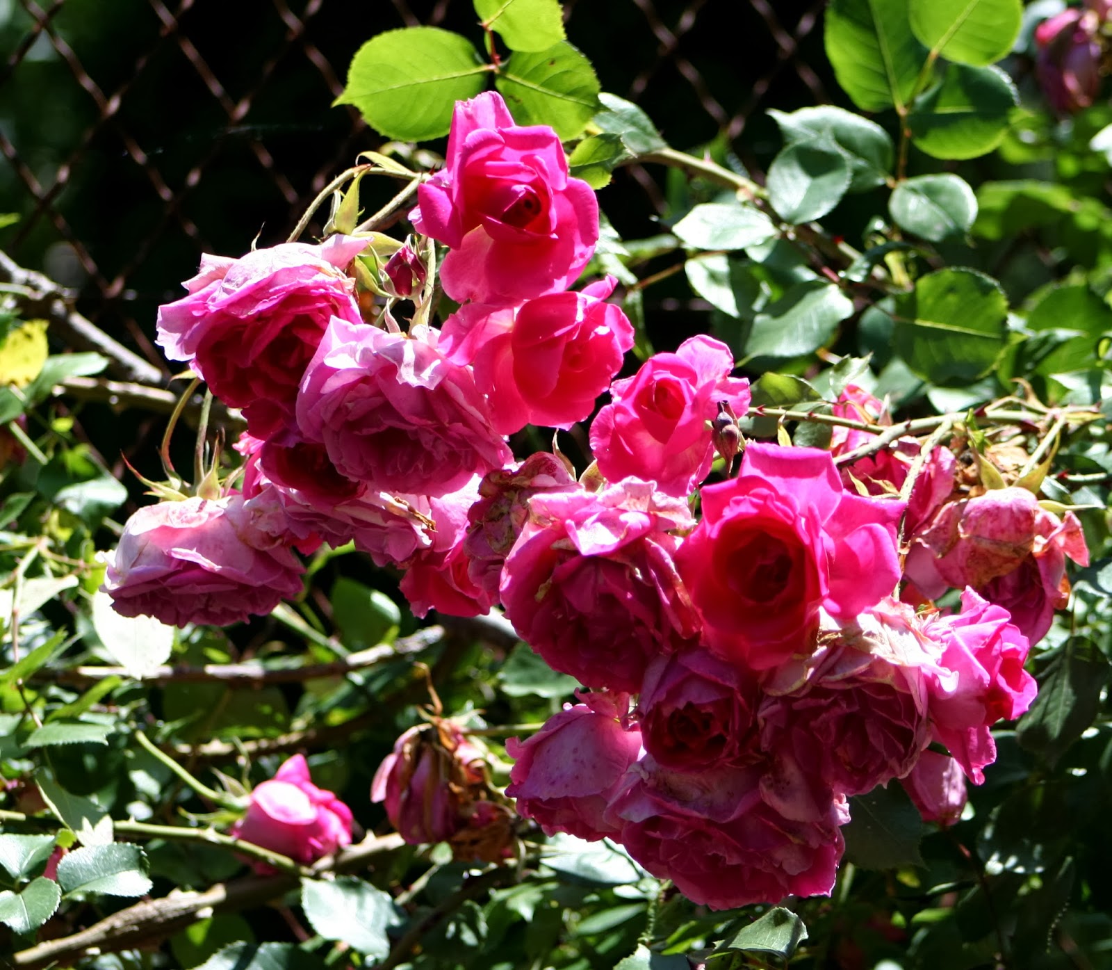 L'art et la nature sous toutes leurs formes: Les roses