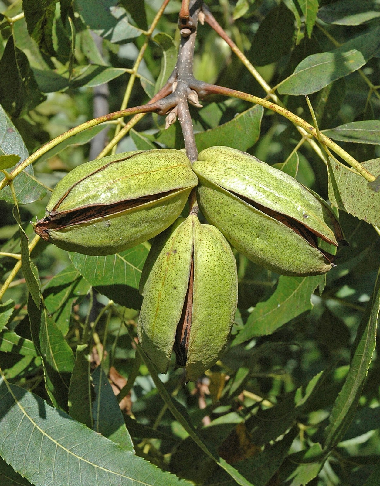 Northern Pecans: 2015