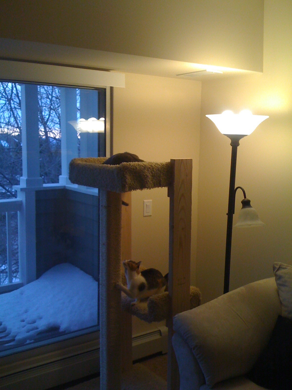 Feline Rescue Cat Tales: Reagan and Riley Enjoying Their New Cat Climber