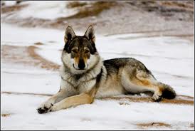 Gyvunai: Čekoslovakų vilkšunis