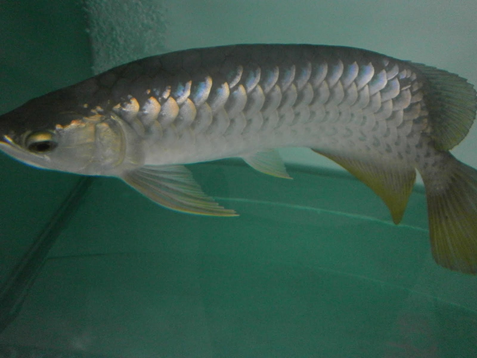 ORNA@AROWANA: Super High Back Golden Arowana for sale