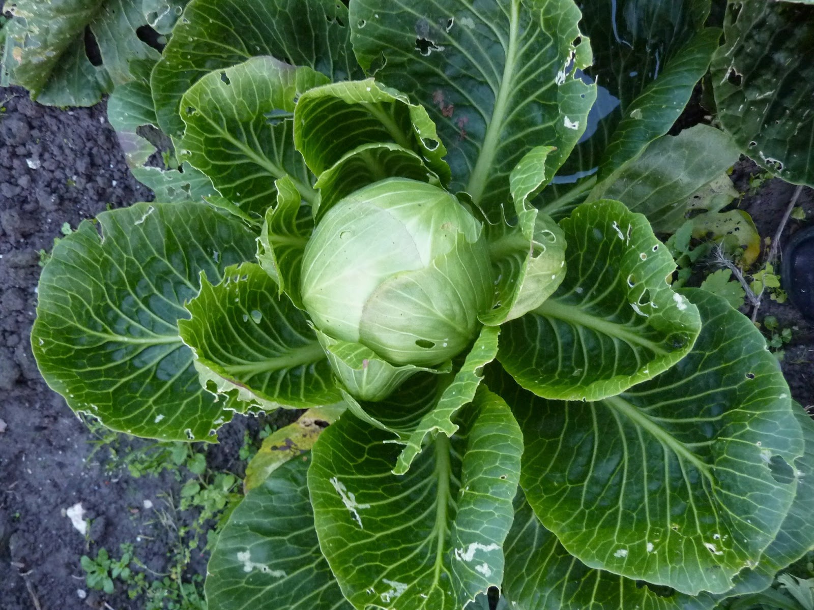 DE GULLE AARDE: de geneeskracht van kool