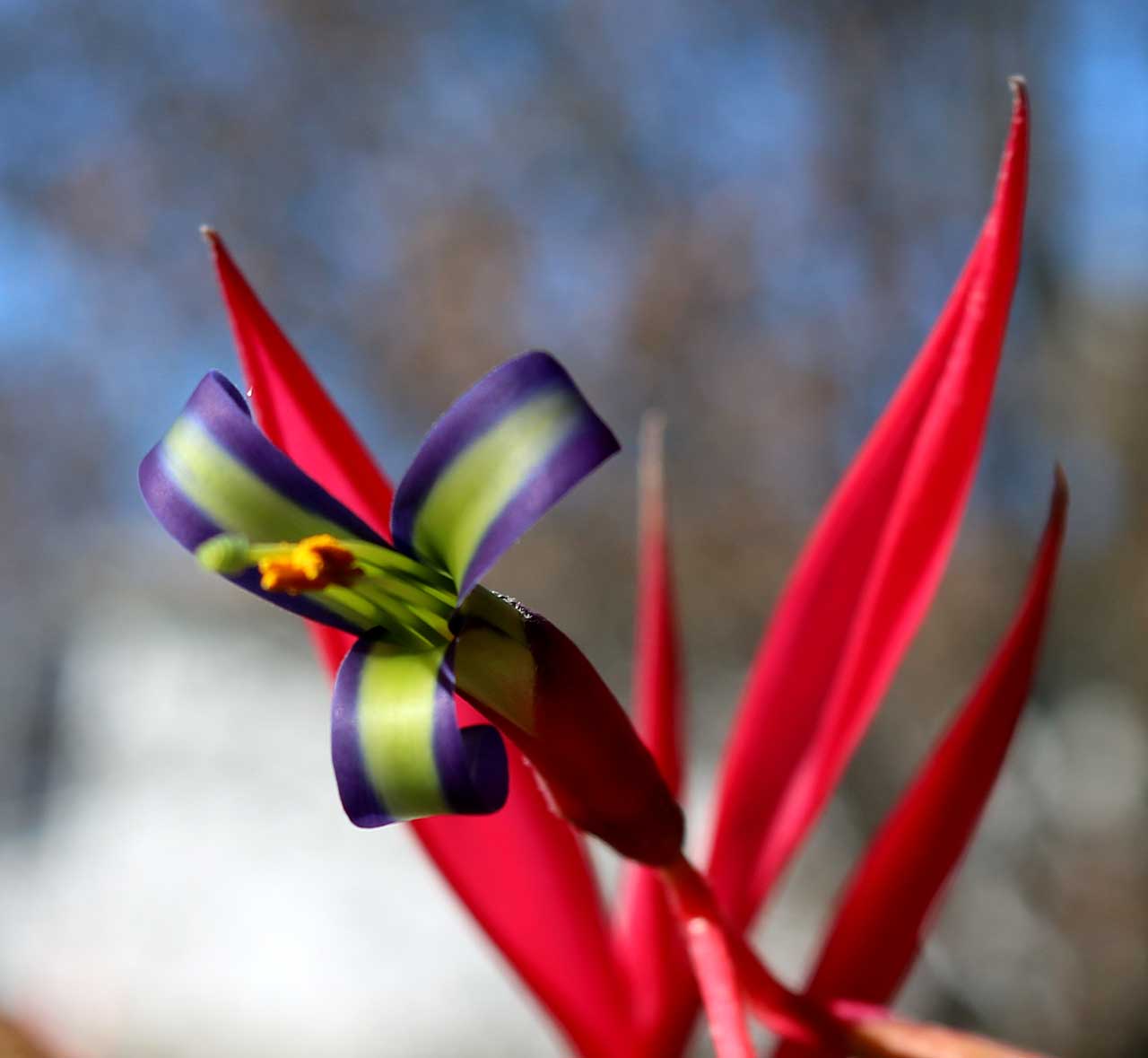 Poppular Photography: Queen of Tears Flowering for 2018