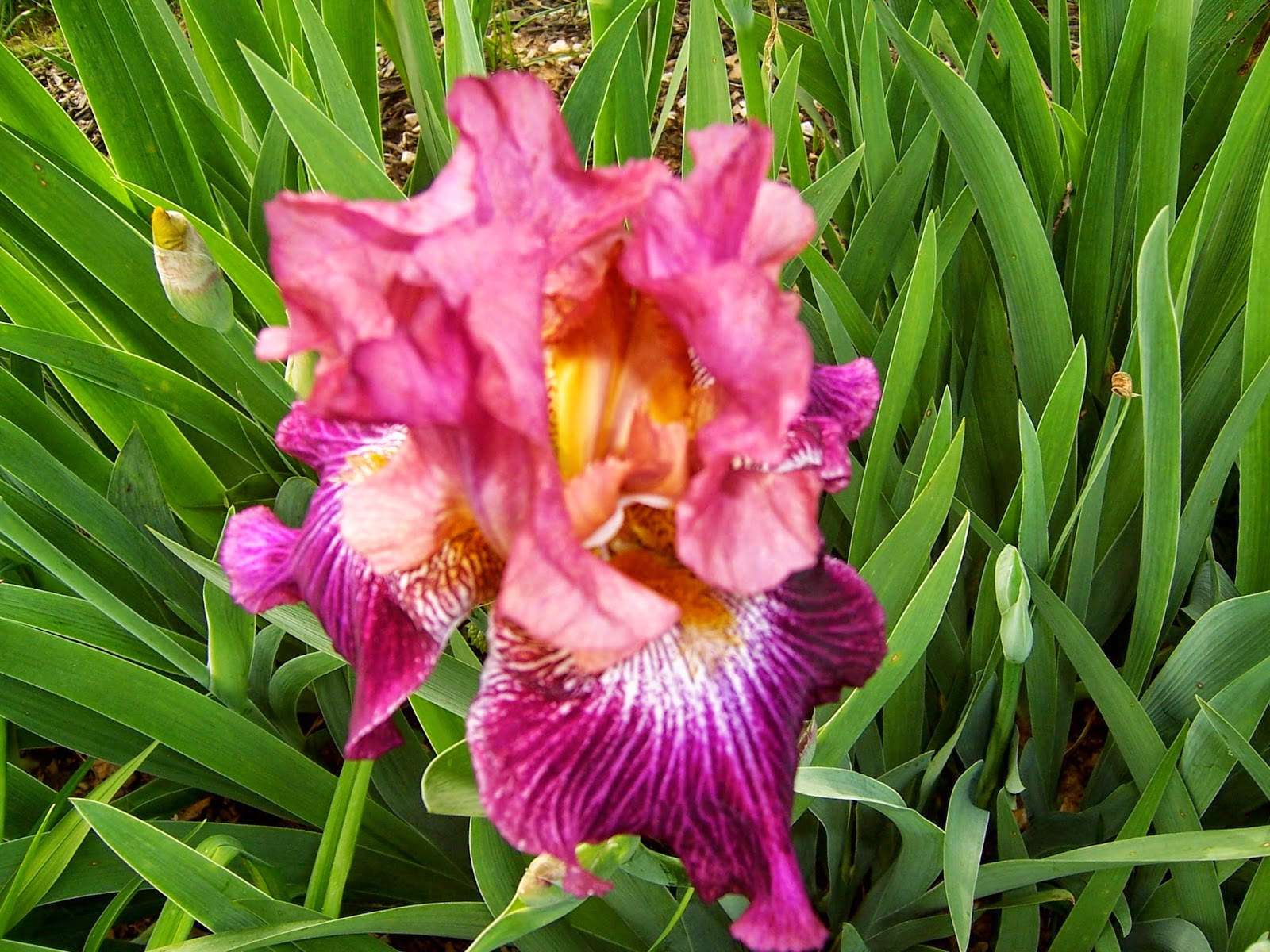 Samplings from Spring Creek: Iris time in Tennessee