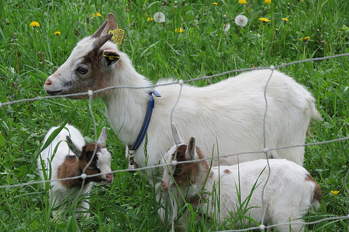 Behind the French Menu: Chèvre and Chevreau or Cabri – Goat’s Cheese ...