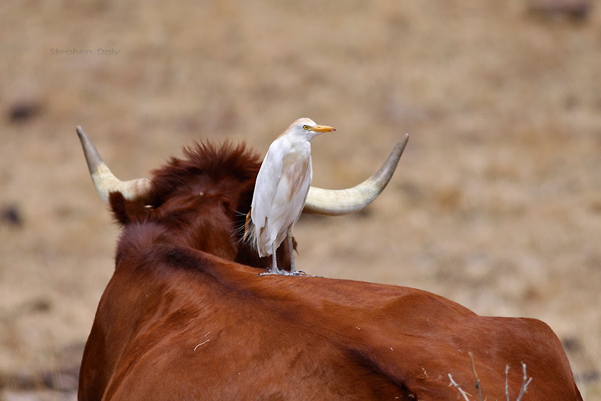 Spring Migration Tour on The Strait of Gibraltar with Stephen Daly ...
