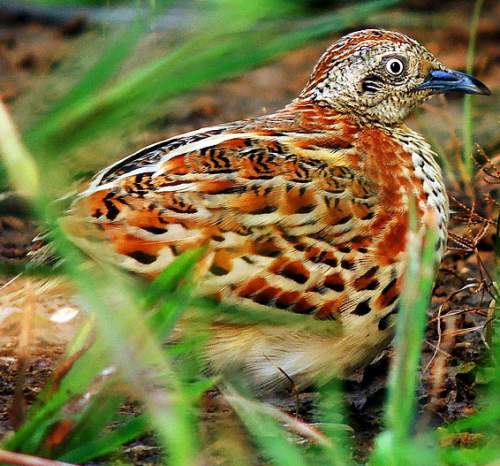 Barred buttonquail | Birds of India | Bird World