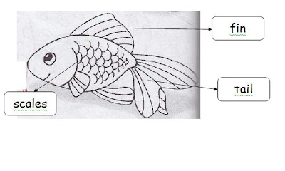 Science Year 3 The External Features of Animals