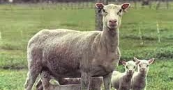 Woolshed 1: Sheep breeding in New Zealand. The search for improved ...