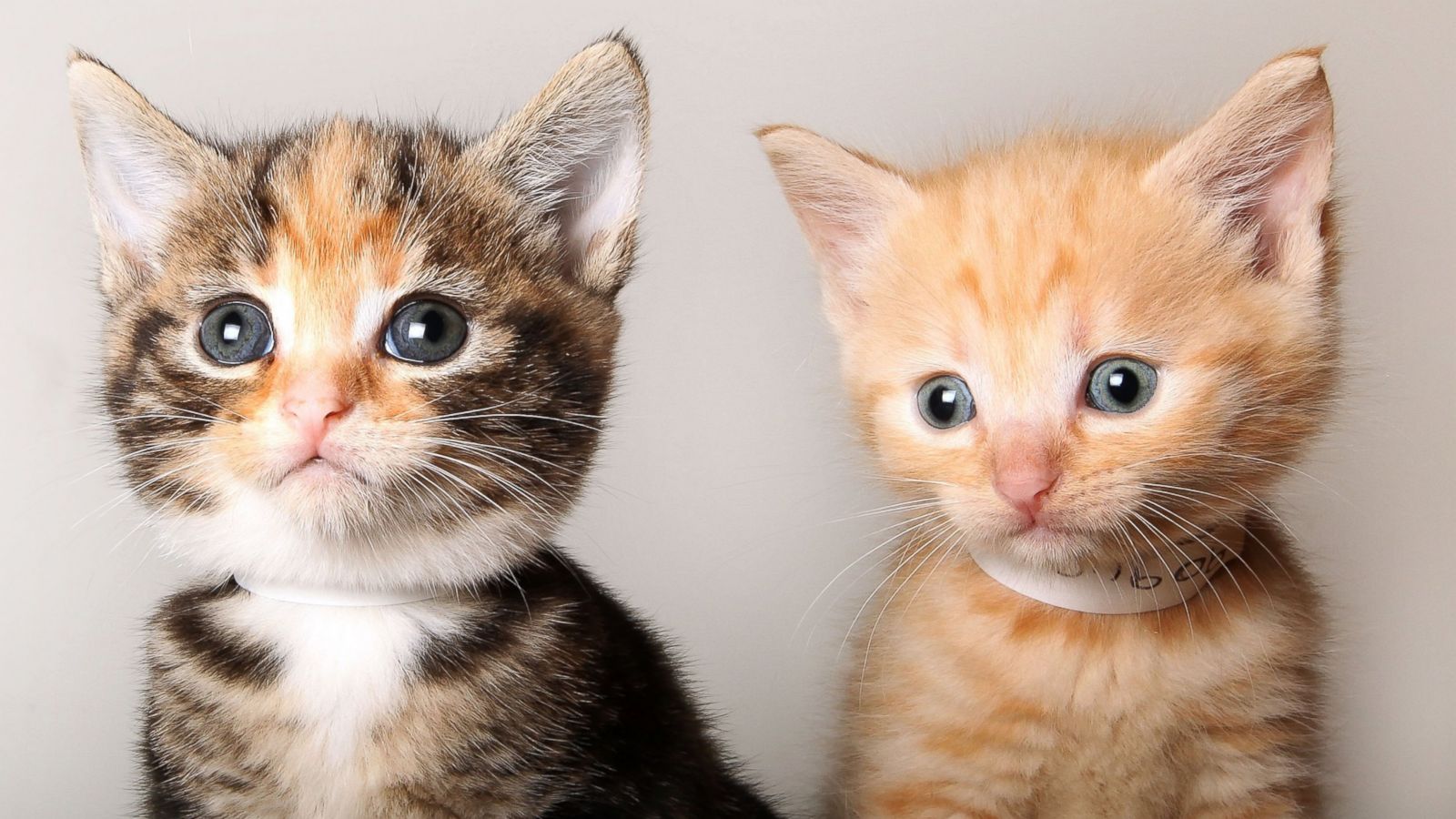 Photo de chat: août 2016